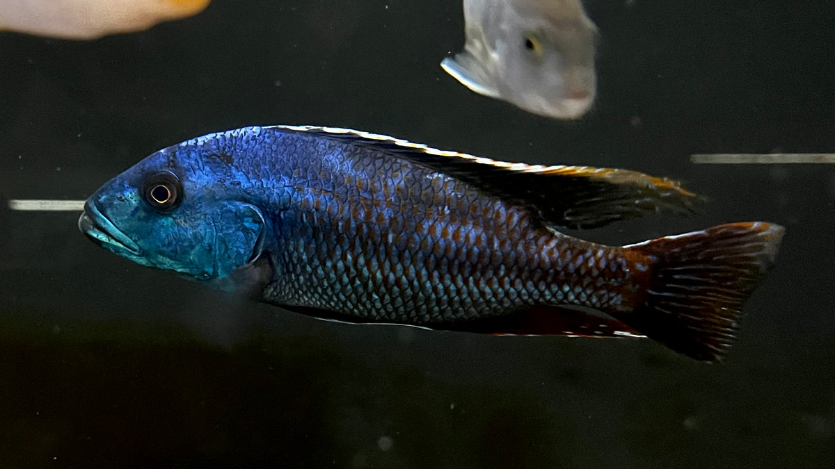 Fusco Cichlid (Nimbochromis fuscotaeniatus) T143 - WYSIWYG – The ...