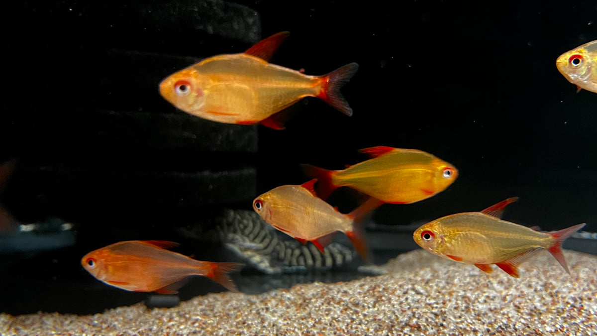 Cherry Red Muzel Tetra (Hyphessobrycon sp. "Muzel") - RARE – The ...