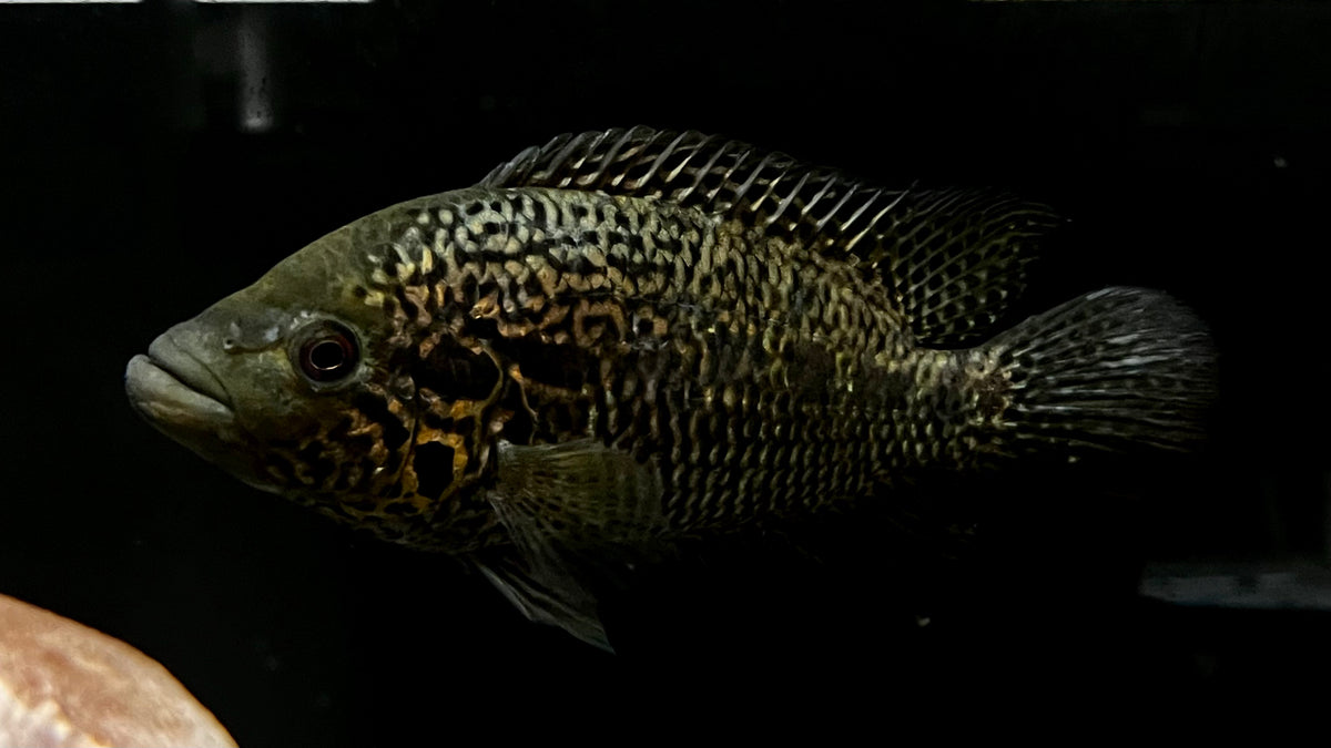 Yellow Jacket Cichlid (Parachromis friedrichsthalii) - T141 WYSIWYG ...