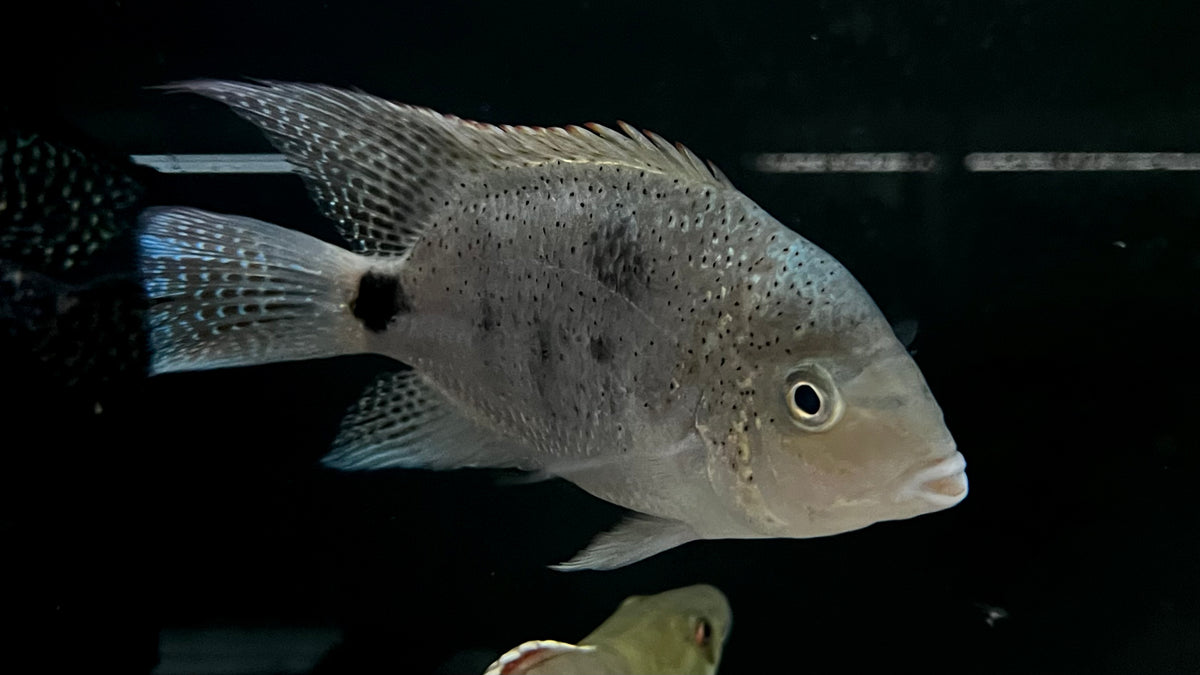 Silver Cichlid (Vieja Argentea) - T141 WYSIWYG – The Waterfront SLC