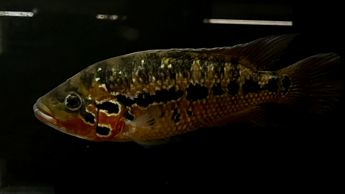 Red Tiger Motaguensis (Parachromis motaguensis) - WYSIWYG – The ...