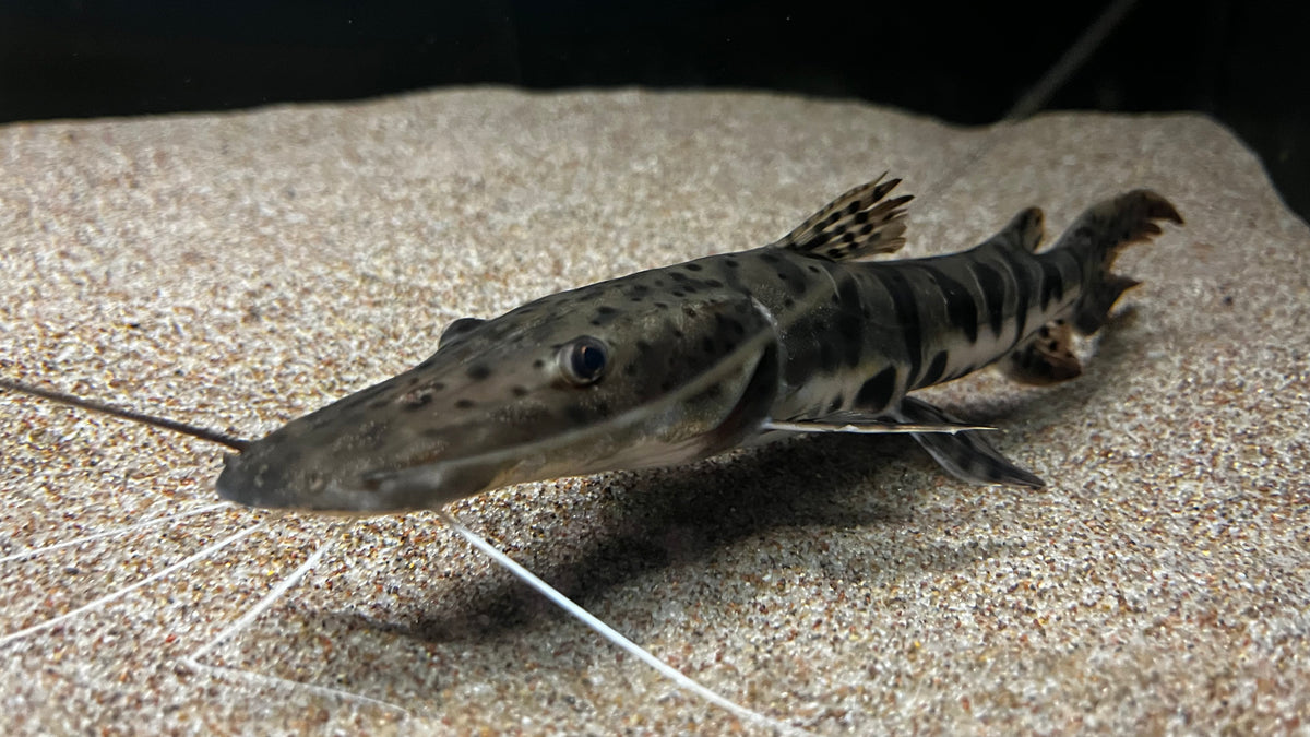 Tiger Shovelnose Catfish (Pseudoplatystoma Fasciatum) - T157 WYSIWYG ...
