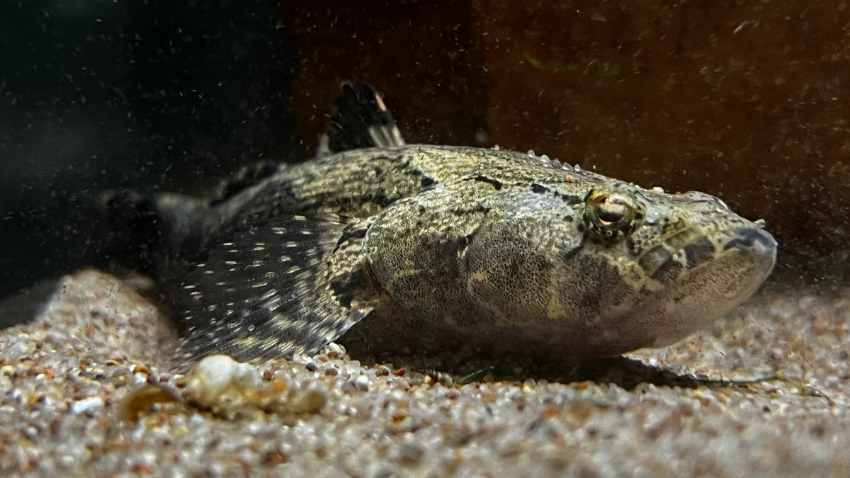 Marble Sleeper Goby (Oxyeleotris marmorata) – The Waterfront SLC