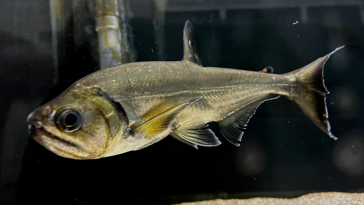 Payara (Hydrolycus sp.) - T157 WYSIWYG – The Waterfront SLC