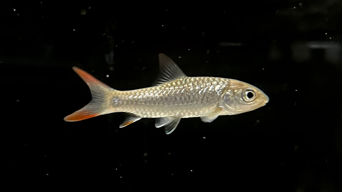 African Rainbow Mahseer (Labeobarbus malagarisi) – The Waterfront SLC