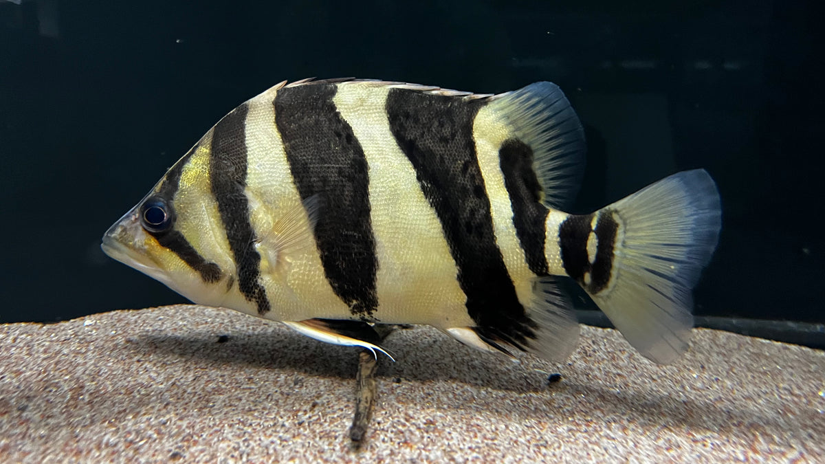 Three Bar Datnoid (Datnioides microlepis) - WYSIWYG – The Waterfront SLC