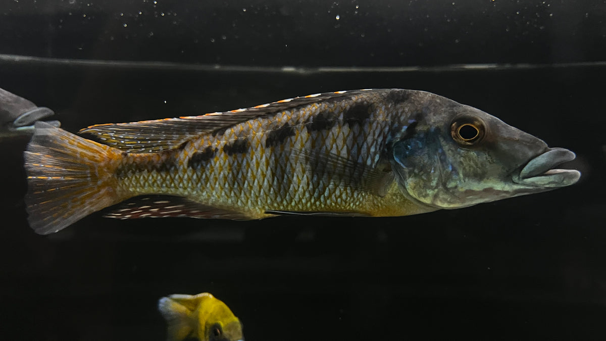 Malawi Gar (Lichnochromis acuticeps) – The Waterfront SLC