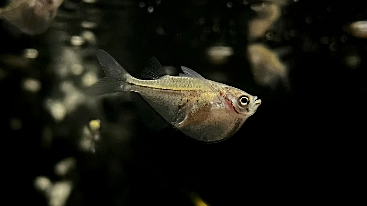 Common Hatchetfish (Gasteropelecus sternicla) – The Waterfront SLC