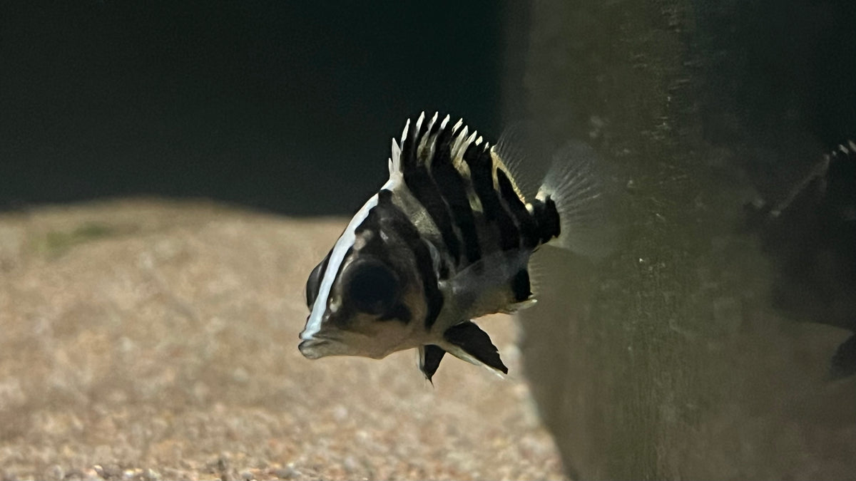 Four Bar Datnoid (Datnioides microlepis) - xSmall – The Waterfront SLC