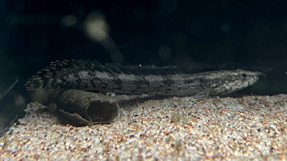 Endlicheri x Lapradei Bichir Hybrid (Polypterus sp.) - xSmall – The ...