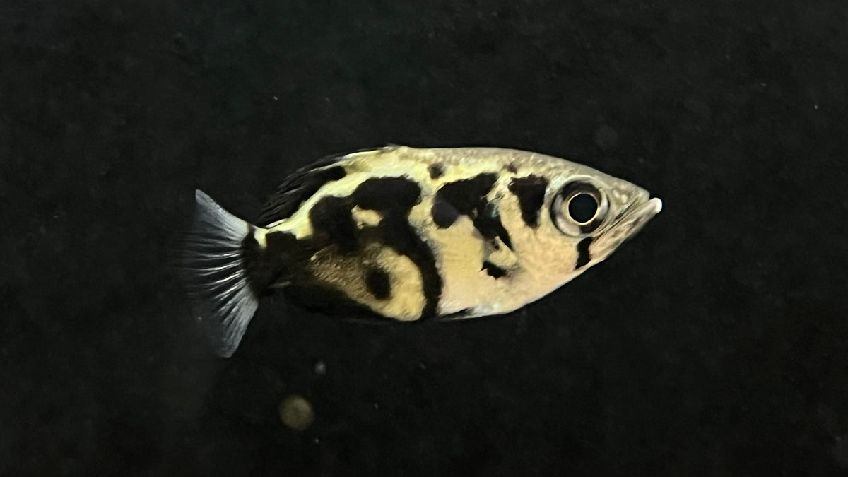 Burmese Clouded Archer (Toxotes blythii) – The Waterfront SLC