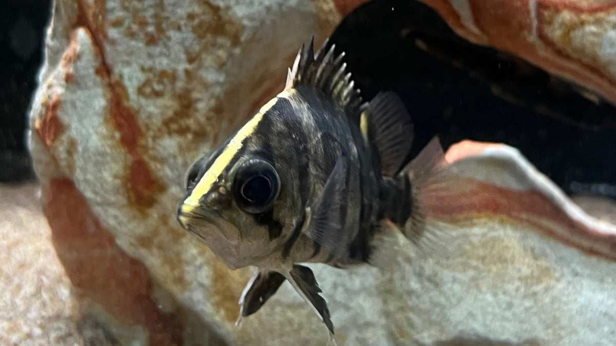 Indo Tiger (IT) Datnoid (Datnioides microlepis) – The Waterfront SLC