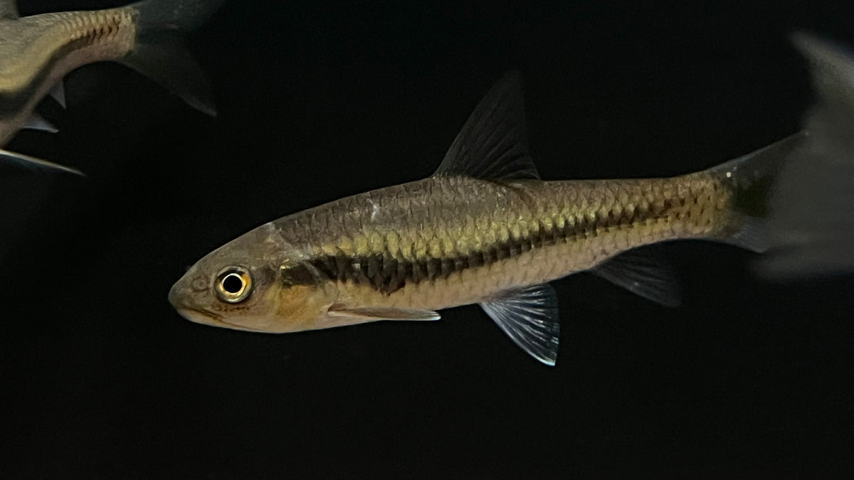 Golden Arrow Mahseer (Neolissochilus benasi) – The Waterfront SLC