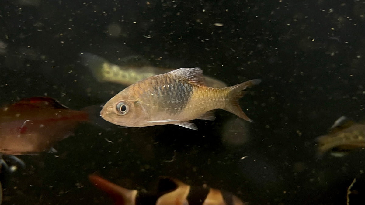 Black Ink Barb (Barbodes bunau) - RARE – The Waterfront SLC
