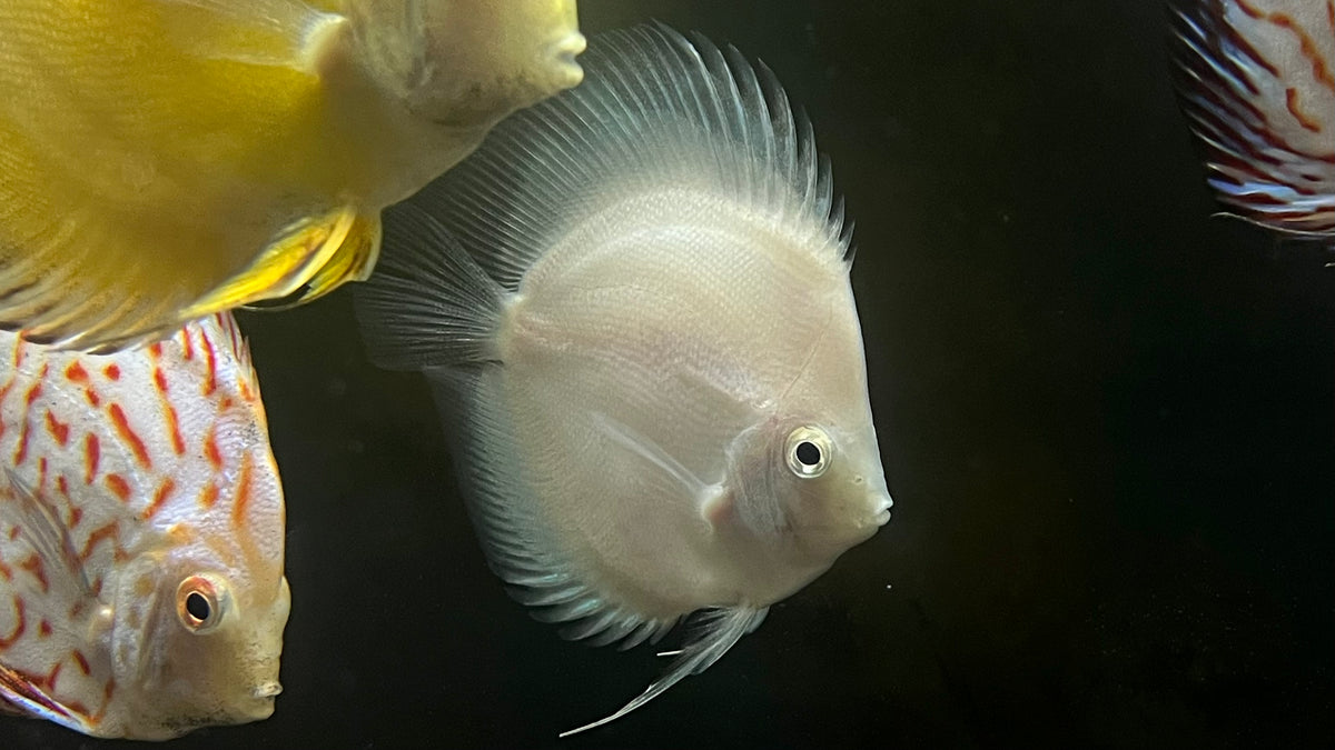 Snow White Discus (Symphysodon sp.) – The Waterfront SLC