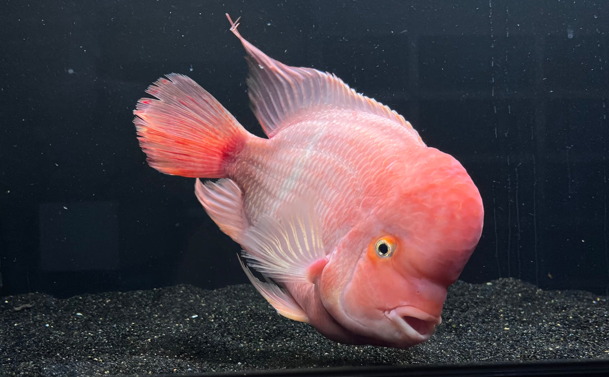 Super Red Monkey Flowerhorn - Southwest Cargo ONLY – The Waterfront SLC