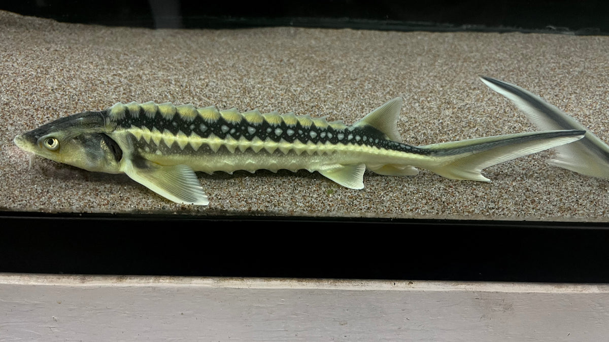 White Diamond Sturgeon (Acipenser gueldenstaedtii var. "White Diamond ...