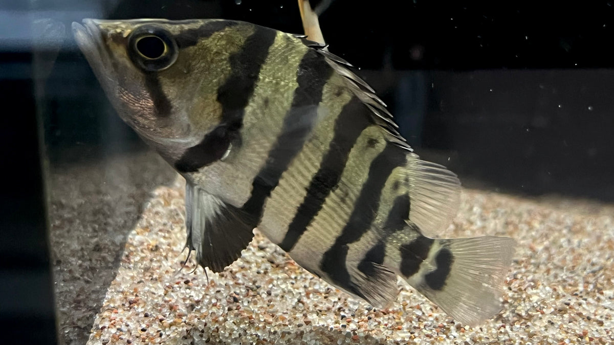 Silver Datnoid (Datnioides pilots) – The Waterfront SLC