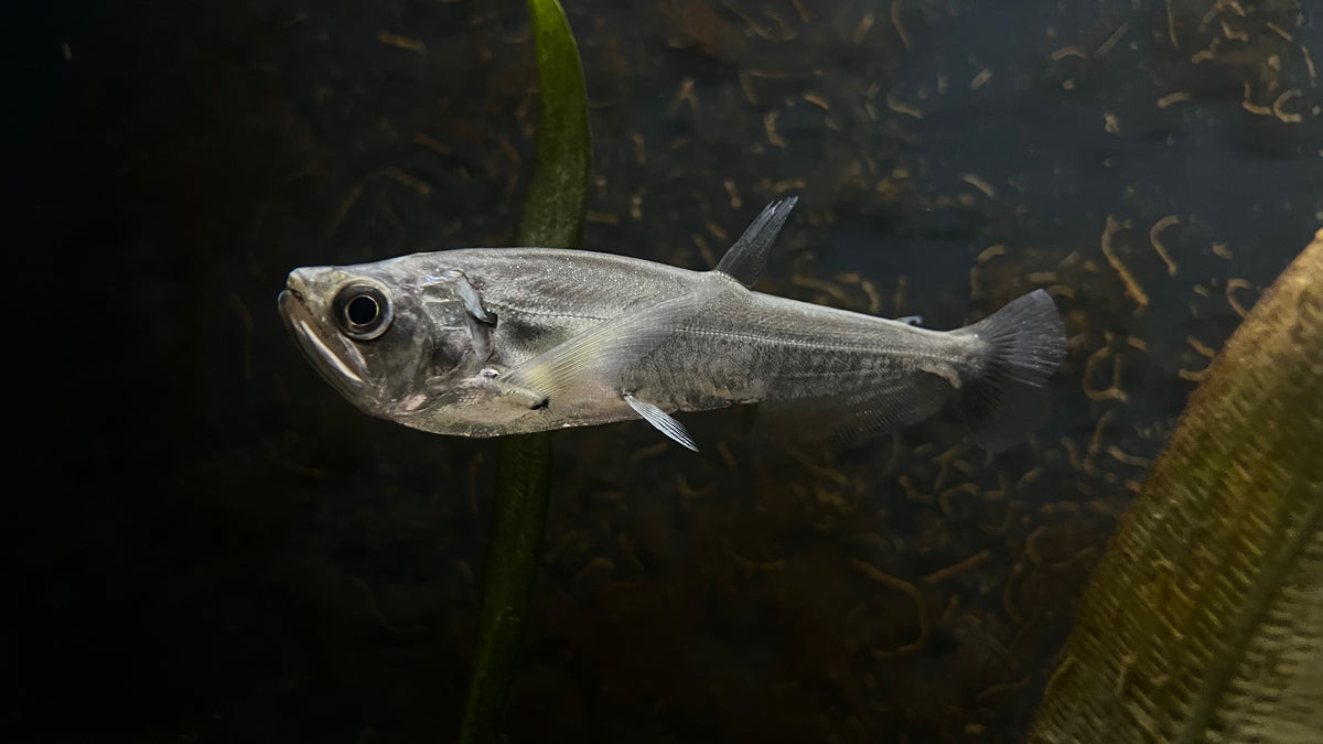 Payara (Hydrolycus scomberoides) – The Waterfront SLC