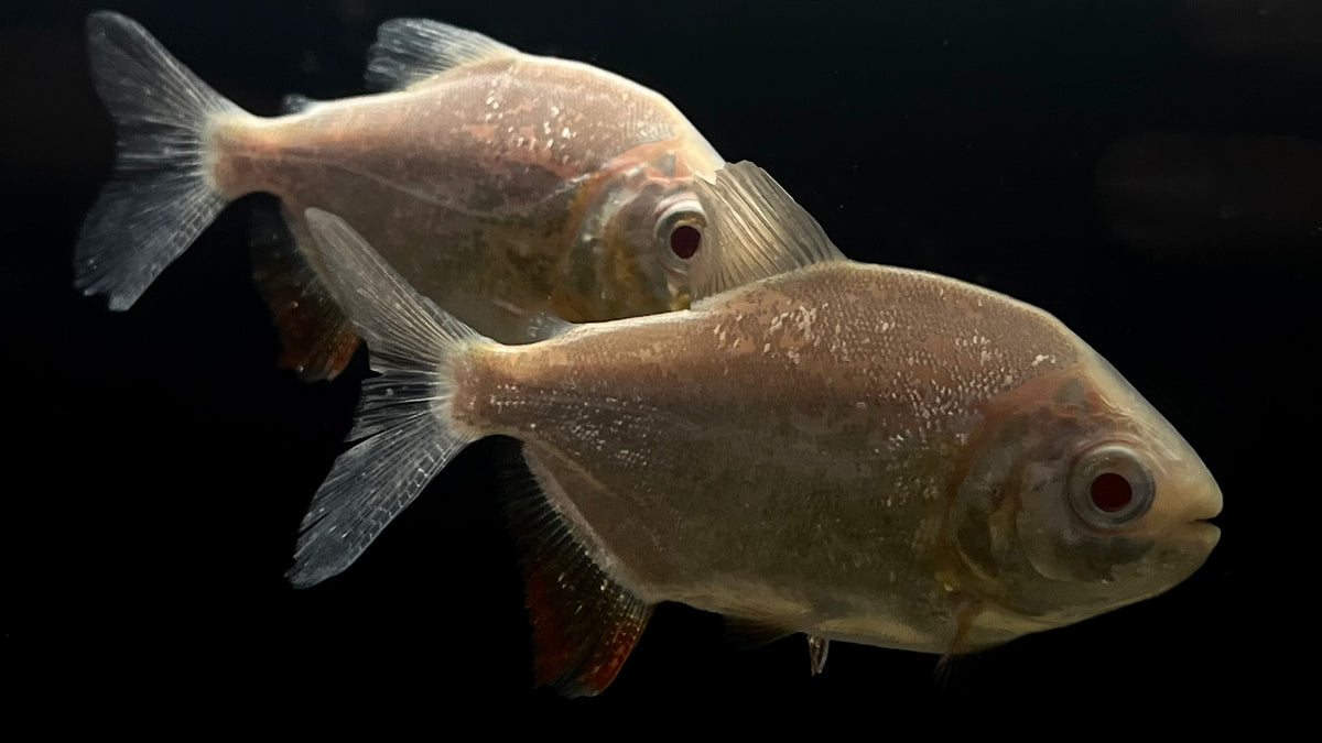 Albino Pacu (Piaractus brachypomus) – The Waterfront SLC