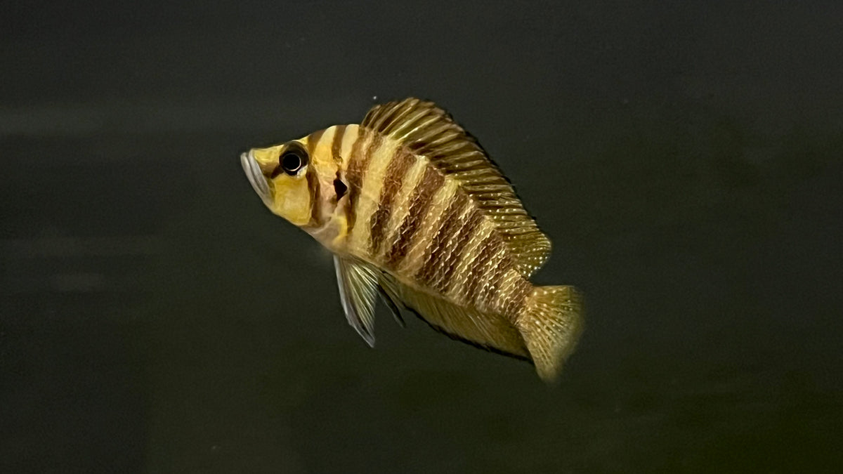 Chaitika Orange Comp (Altolamprologus compressiceps) – The Waterfront SLC