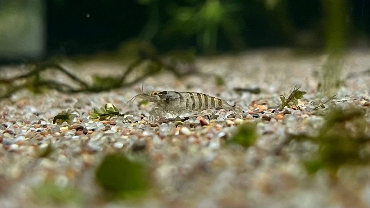 Zebra Babaulti Shrimp (Caridina cf. babaulti) – The Waterfront SLC