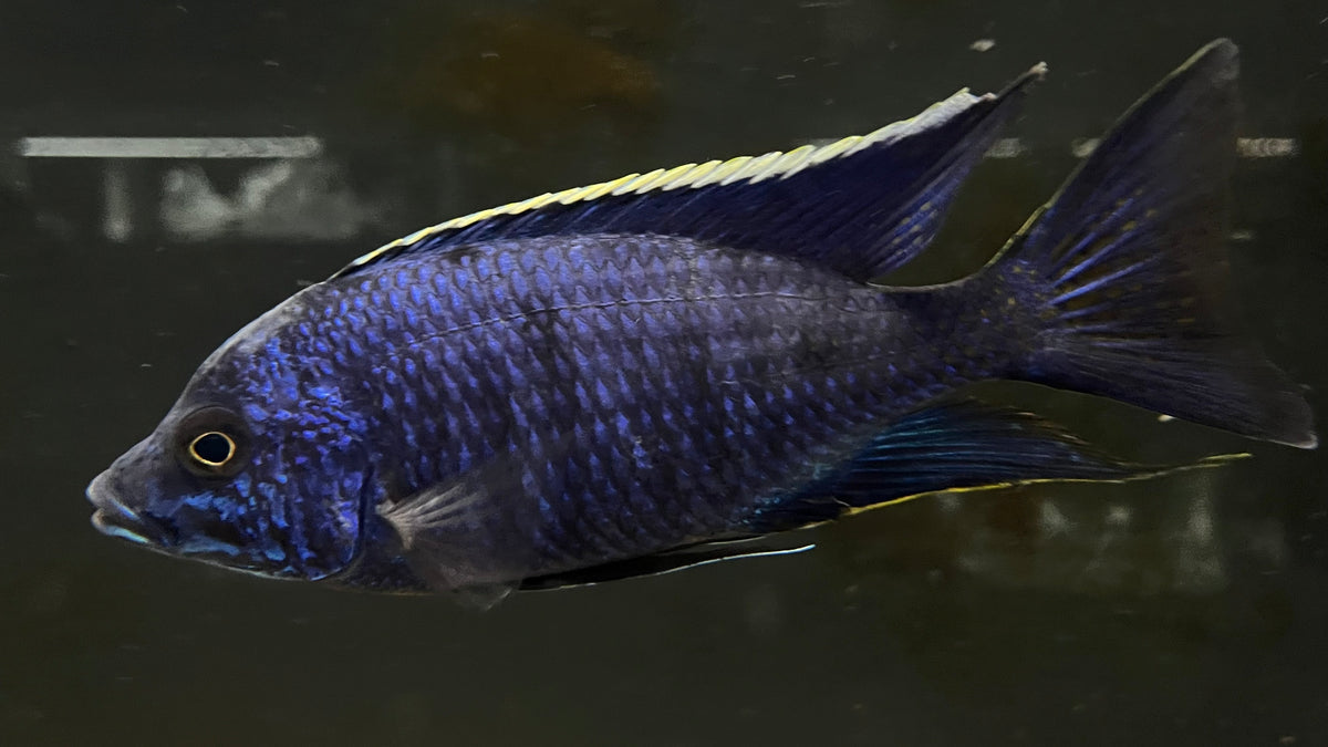 Ovatus Cichlid (Protomelas Spilonotus – The Waterfront SLC