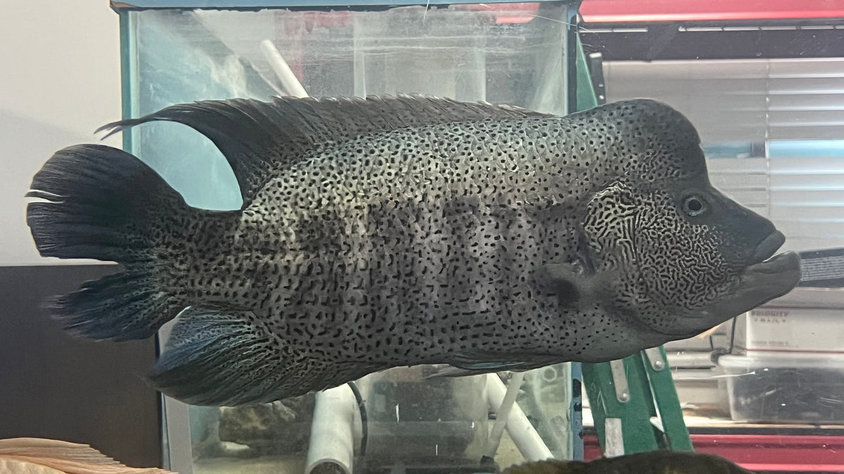 Wolf Cichlid (Parachromis dovii) - Jumbo Male (Cargo ONLY) – The ...