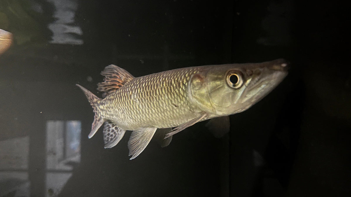 Odoe Pike (Hepsetus odoe) - Large – The Waterfront SLC