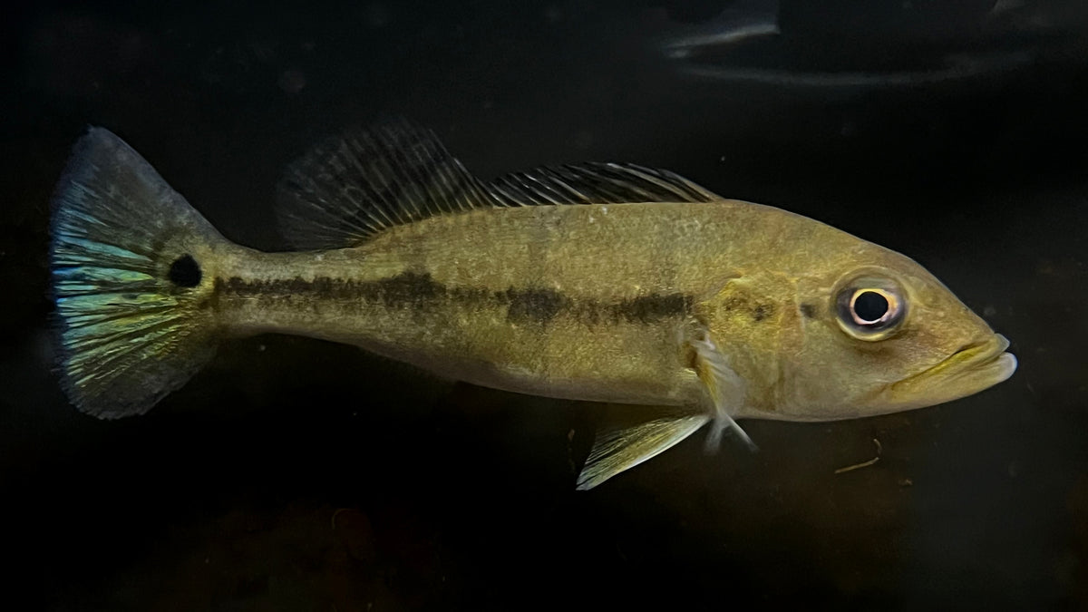 Fogo Peacock Bass (Cichla melaniae "Fogo") - Medium – The Waterfront SLC