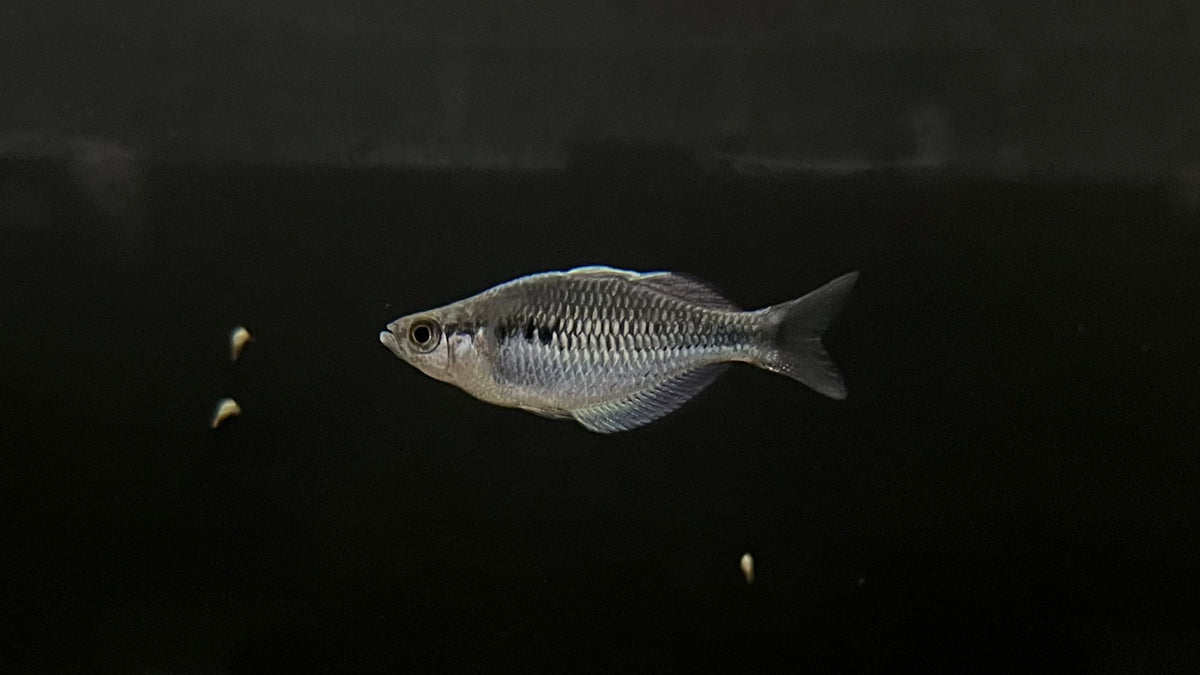 Kamaka Rainbowfish (Melanotaenia kamaka) – The Waterfront SLC