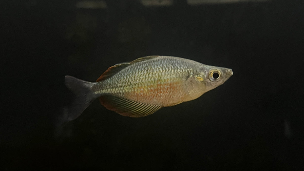 Lake Wanam Rainbow (Glossolepis wanamensis) – The Waterfront SLC