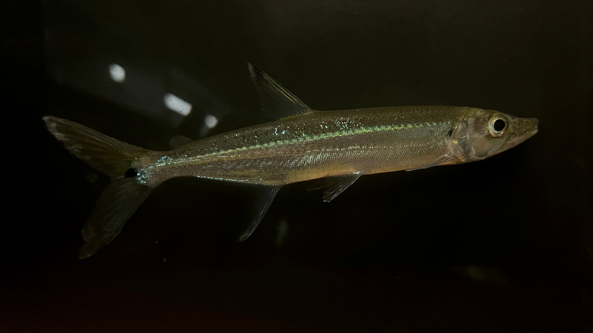 Red Tail Barracuda (Acestrorhynchus falcatus) – The Waterfront SLC