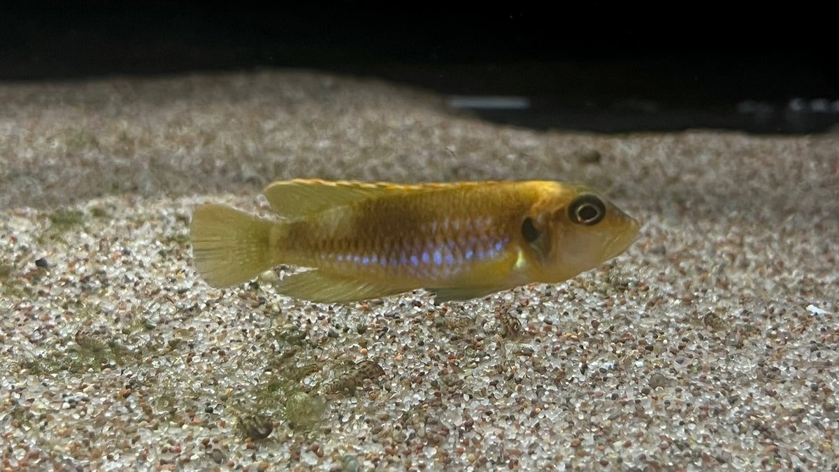 Gold Ocellatus (Lamprologus ocellatus) - Large – The Waterfront SLC