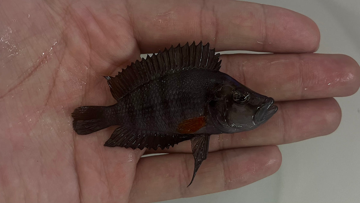 Sumbu Dwarf Compressicep (Altolamprologus compressiceps) - Trio – The ...