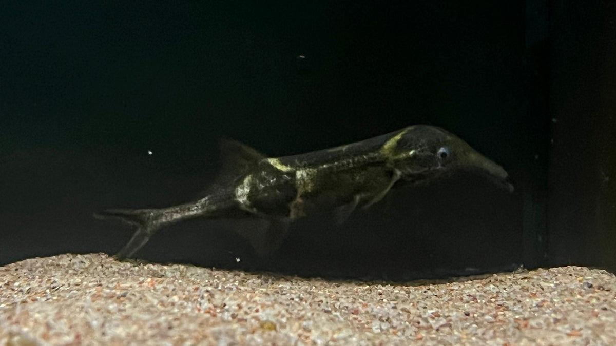 Blunt Jawed Mormyrid (Campylomormyrus tamandua) – The Waterfront SLC