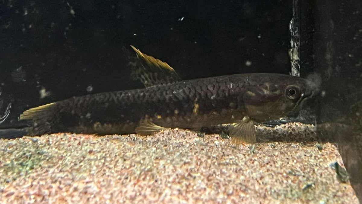 Red Wolf Fish (Erythrinus erythrinus) – The Waterfront SLC