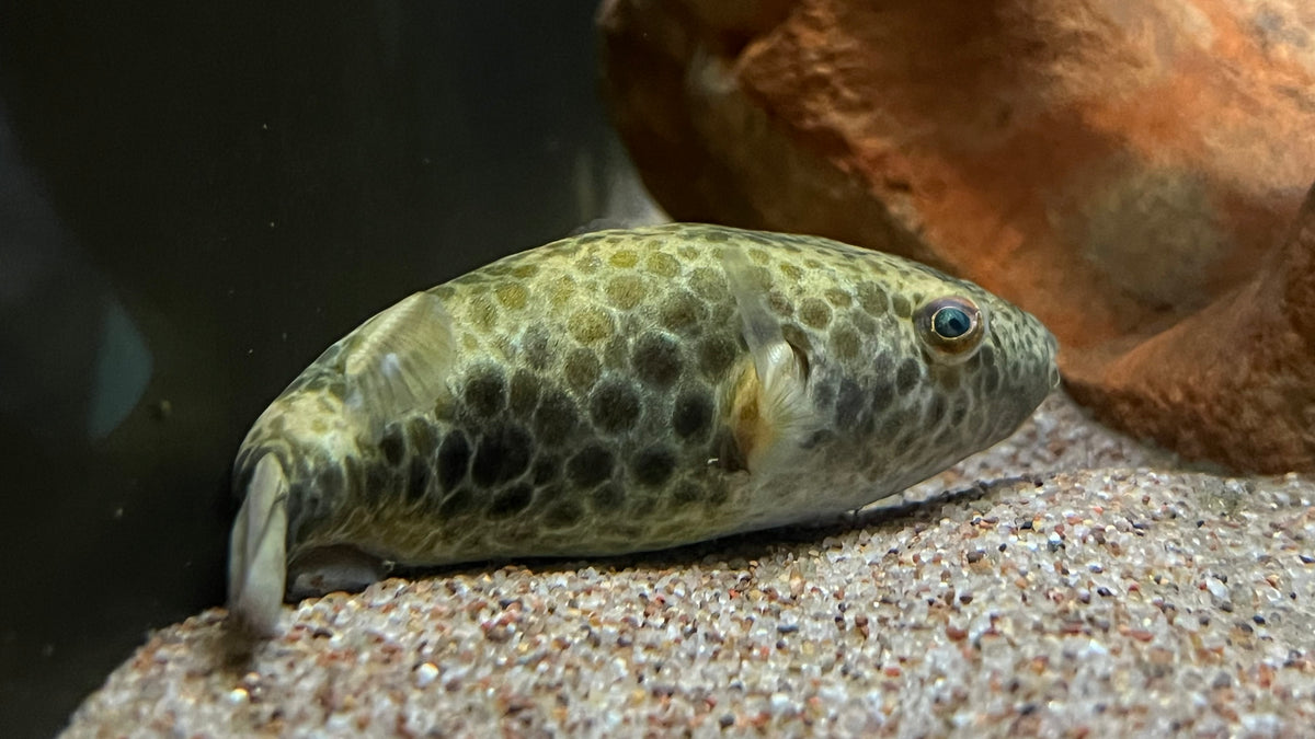 Pao sp. - New Puffer Species – The Waterfront SLC