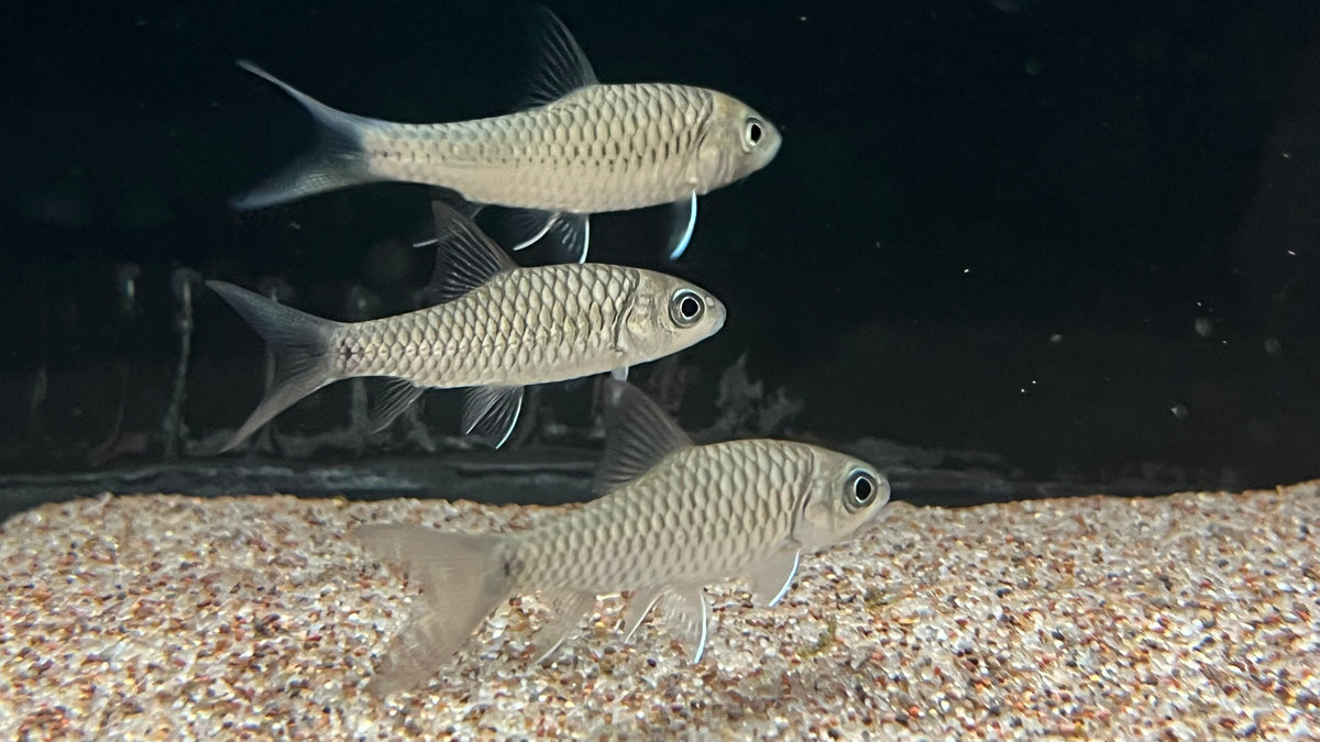 Thai Blue Mahseer (Neolissochilus stracheyi) - xSmall – The Waterfront SLC