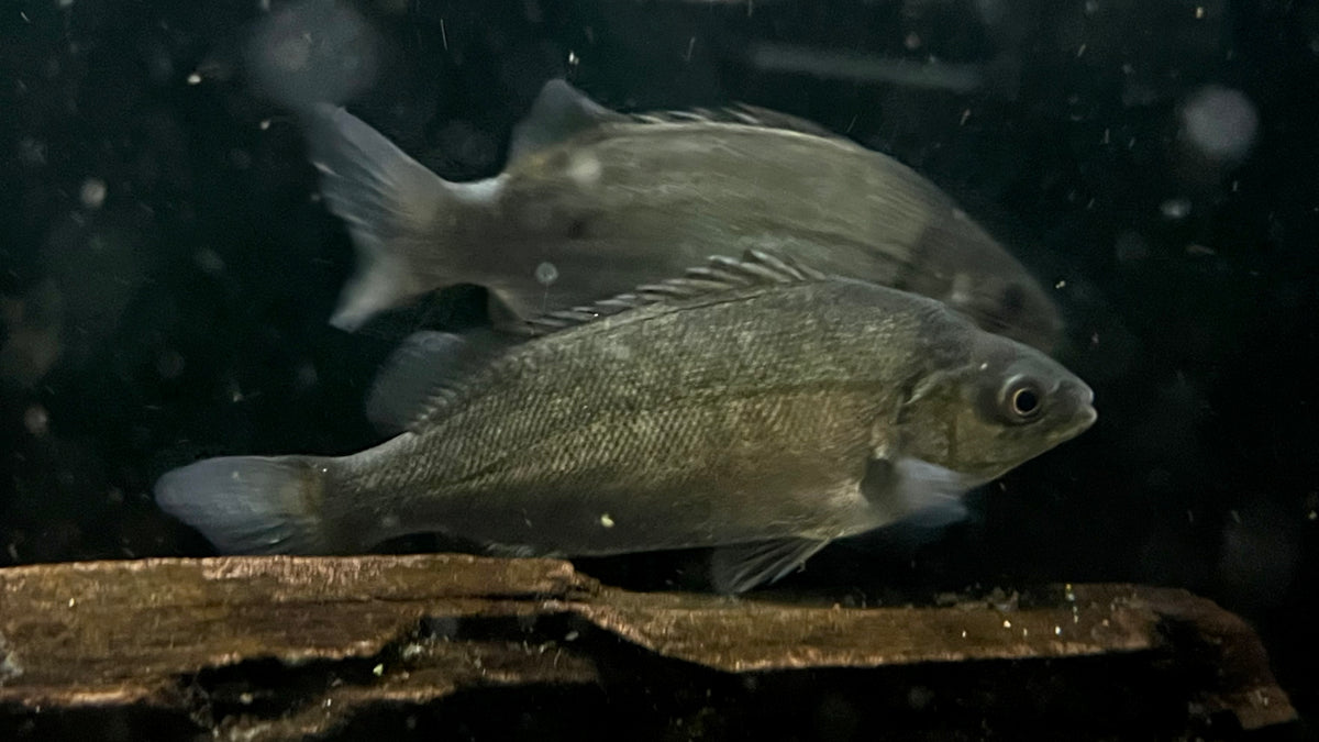 Jade Perch (Scortum barcoo) – The Waterfront SLC