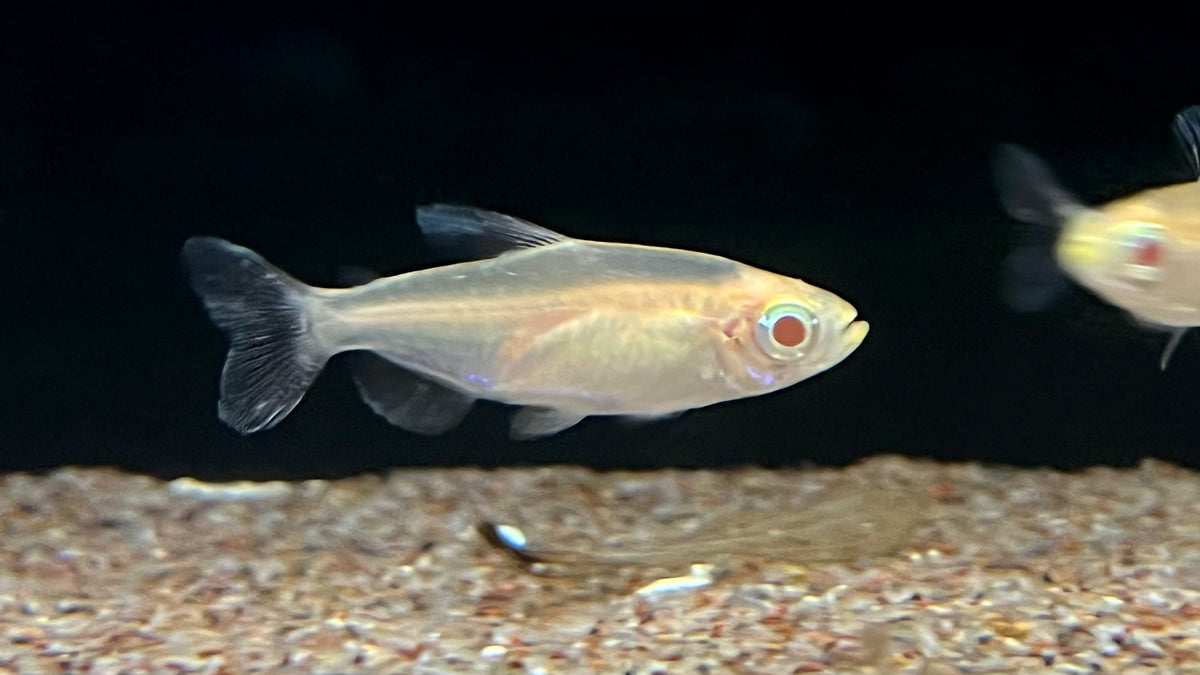 Albino Congo Tetra (Phenacogrammus interruptus) – The Waterfront SLC