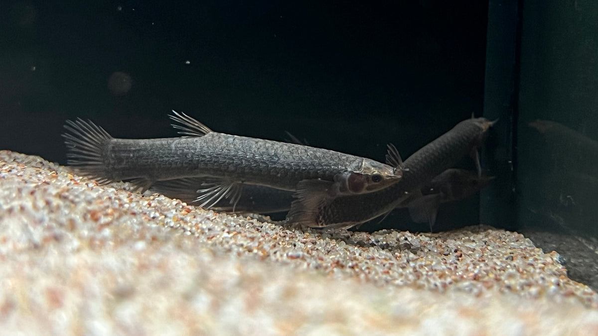 Hingemouth Fish (Phractolaemus ansorgii) – The Waterfront SLC