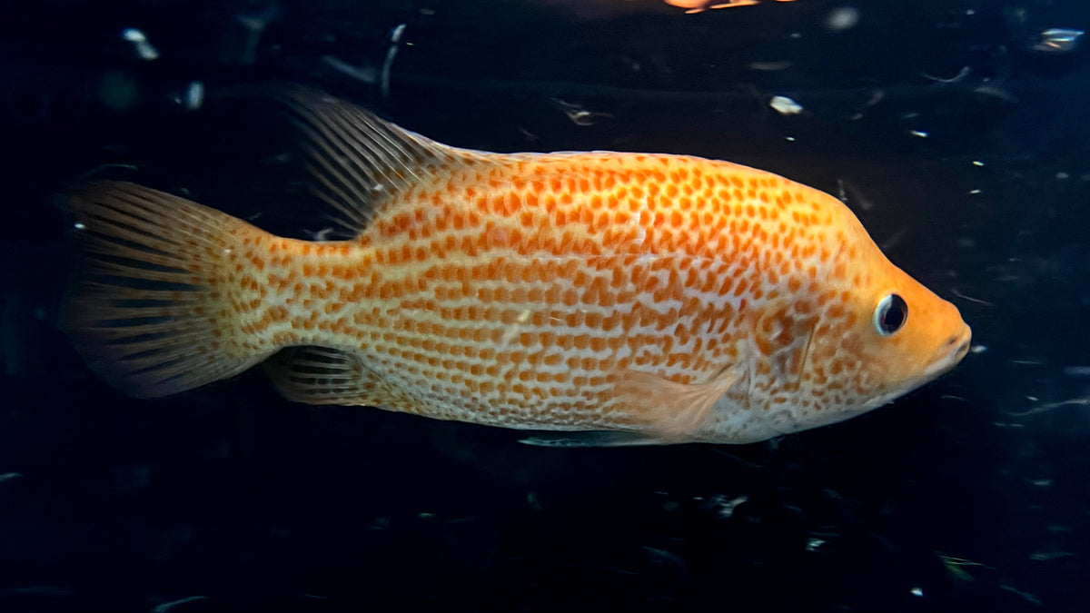 Red Dovii (Parachromis dovii) - Male WYSIWYG – The Waterfront SLC