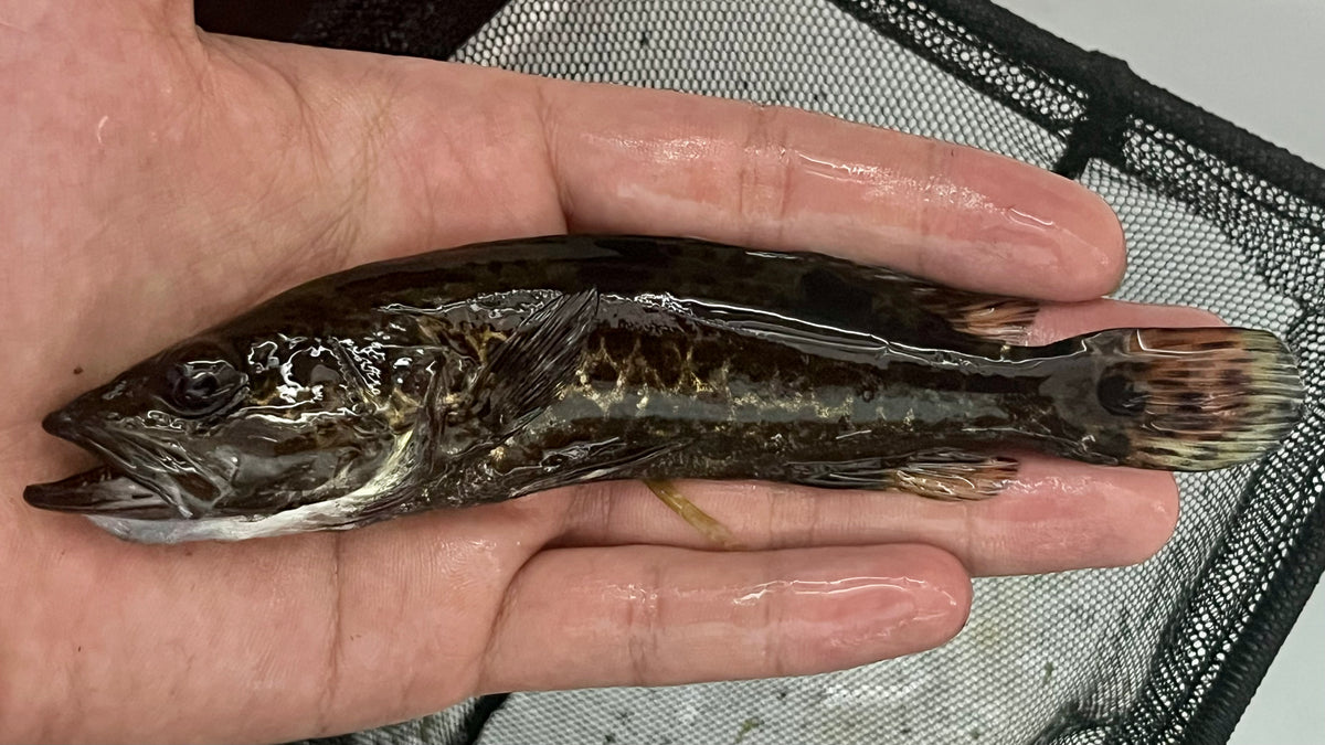 Korean Perch (Siniperca scherzeri) – The Waterfront SLC