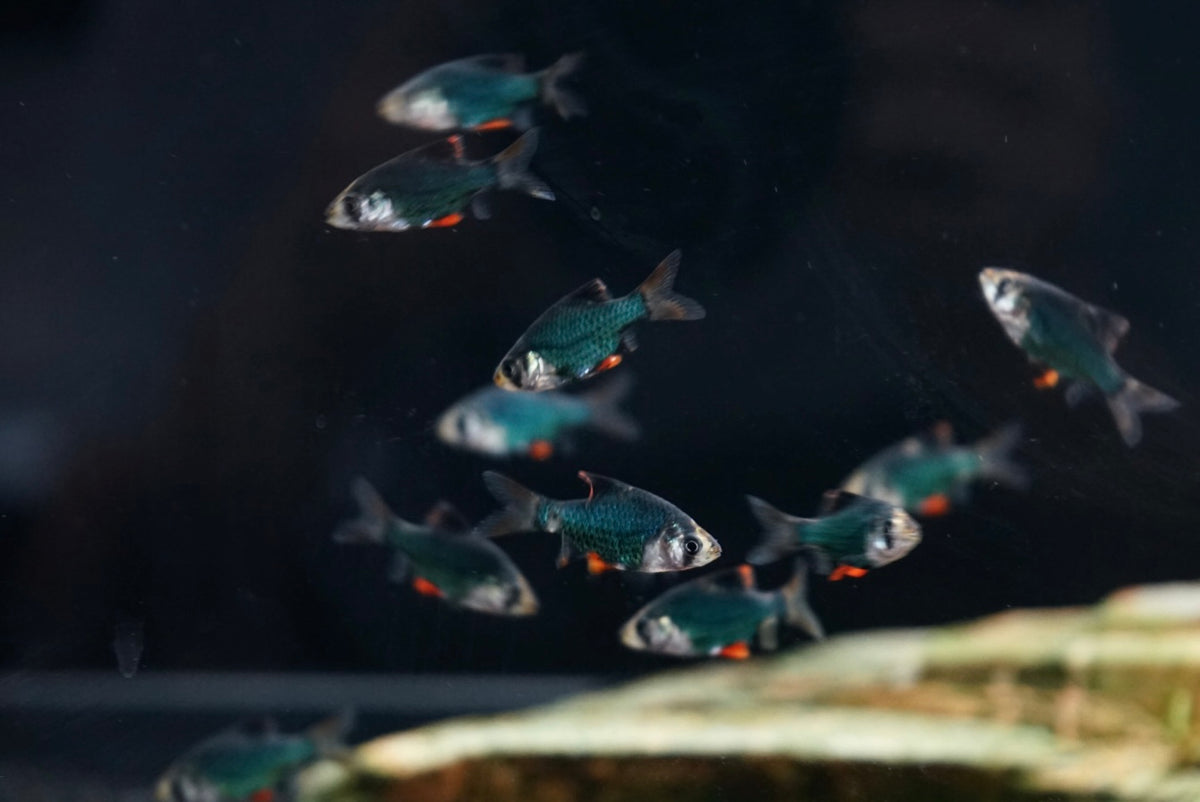 Green Tiger Barb (Puntius tetrazona) – The Waterfront SLC
