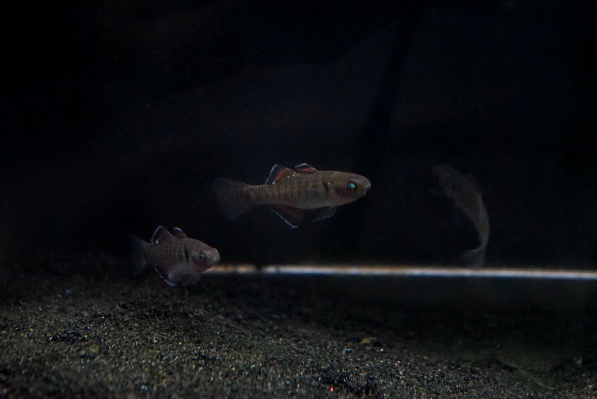 Empire Gudgeon (Hypseleotris compressa) – The Waterfront SLC