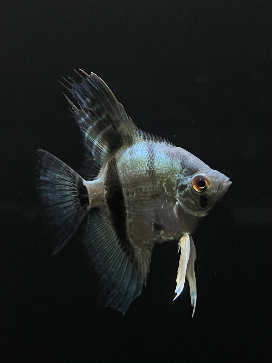 Blue Silver Angelfish (Pterophyllum scalare sp.) – The Waterfront SLC