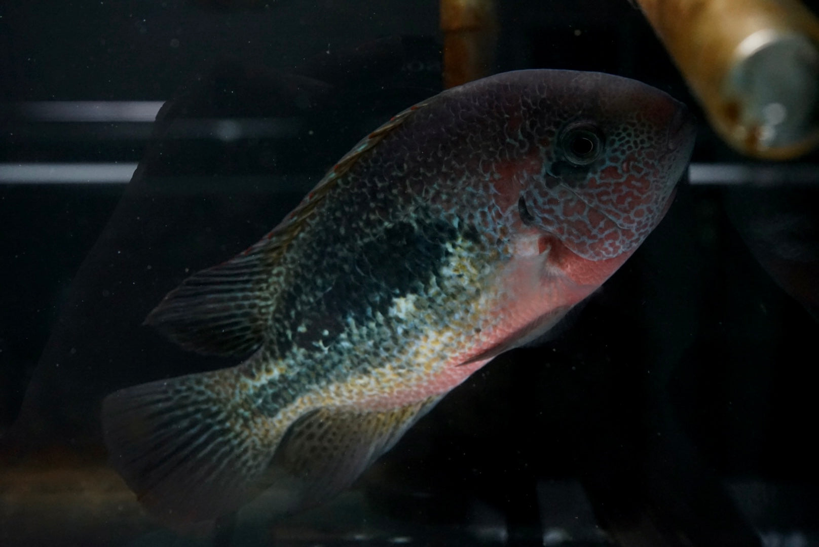 Red Spotted Vieja (Vieja bifasciata) – The Waterfront SLC