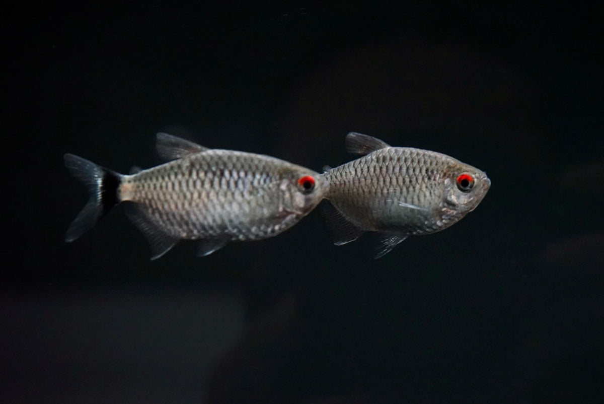 Lamp Eye Tetra (Moenkhausia sanctaefilomenae) – The Waterfront SLC