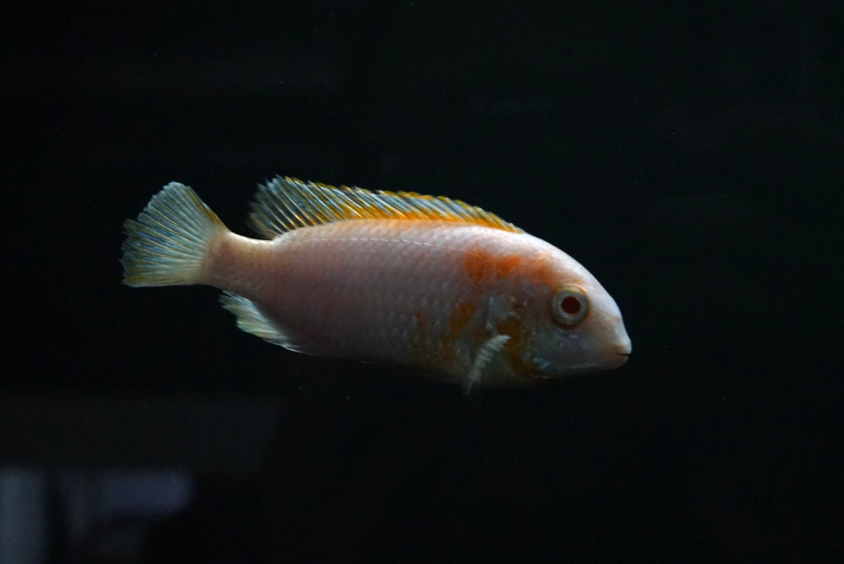 Albino Ice Blue Cichlid